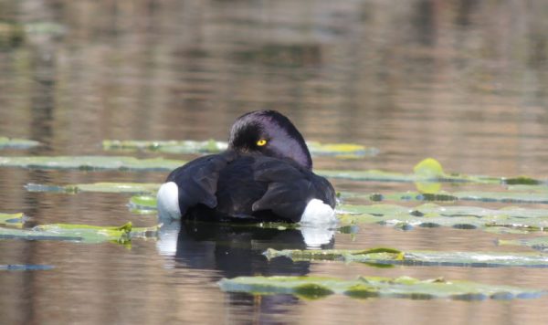 Fåglar jag fotat – vigg – Godisgris.se